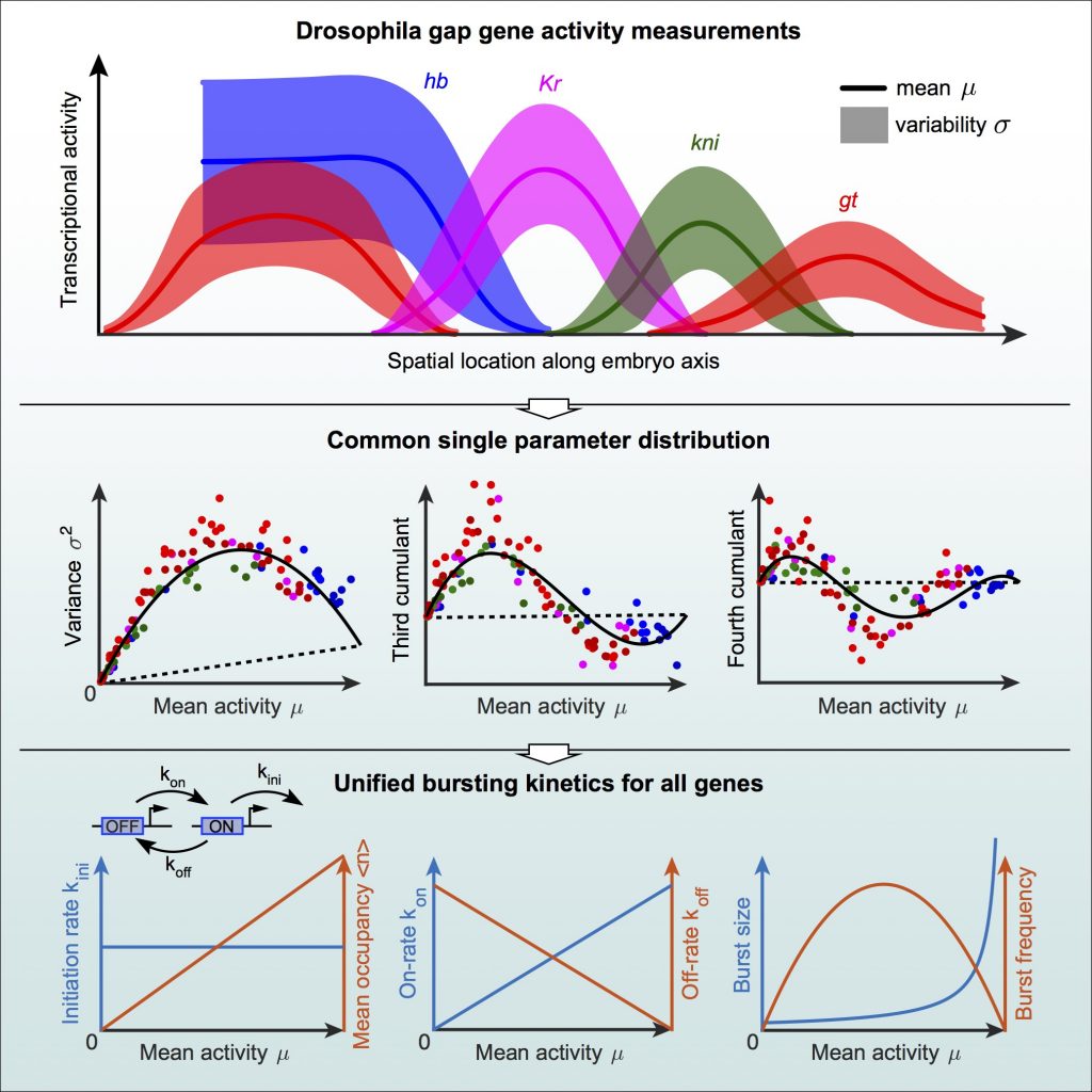 Laboratory for the Physics of Life » Diverse spatial expression ...